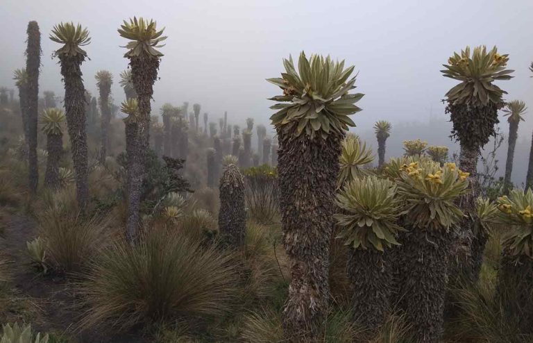Los frailejones: la belleza de los páramos y sus habitantes